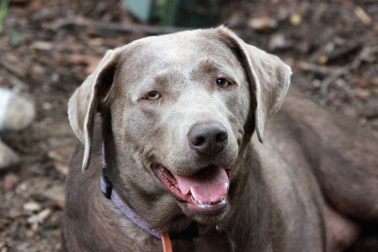 6 Labrador Colors: A Complete Overview (With Pictures) | Hepper Pet ...