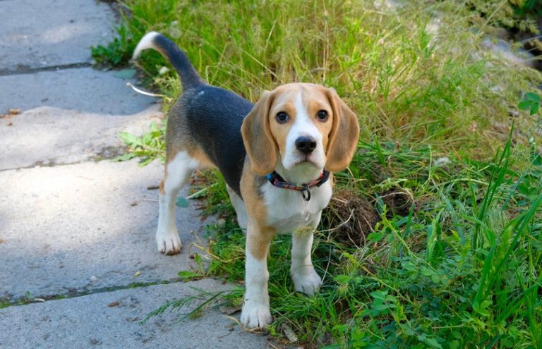 25 Beagle Coat Colors & Markings (With Pictures) | Hepper Pet Resources