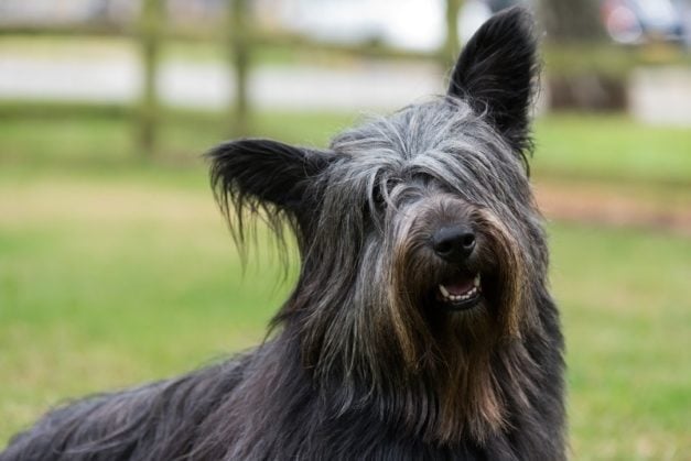 12 Types of Terrier Dog Breeds & Their Differences (With Info ...