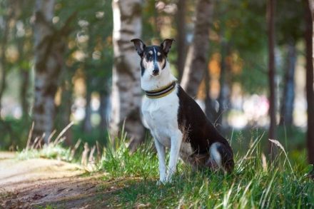 Smooth Collie: Pictures, Info, Temperament & Traits | Hepper Pet Resources