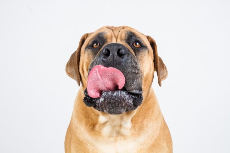 What Were Mastiffs Bred For? Breed History Explained | Hepper Pet Resources