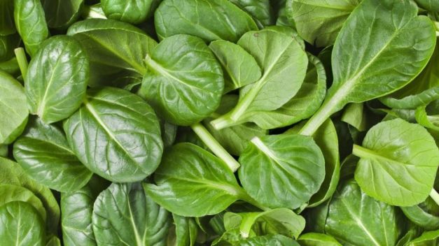 9 Foods High In Magnesium For Dogs: Vet Reviewed Benefits Explained ...