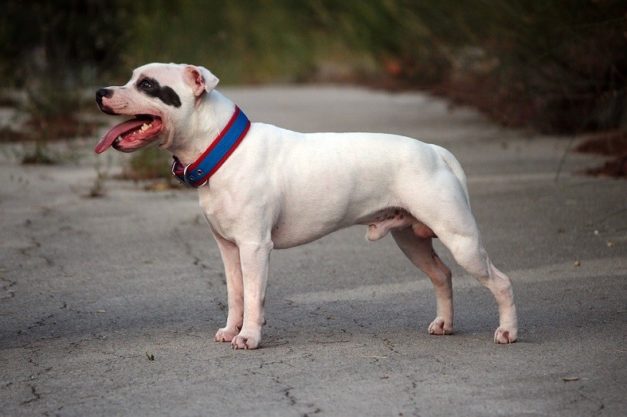 5 Types of Pitbull Dog Breeds: Info, Pictures, Facts & History | Hepper ...