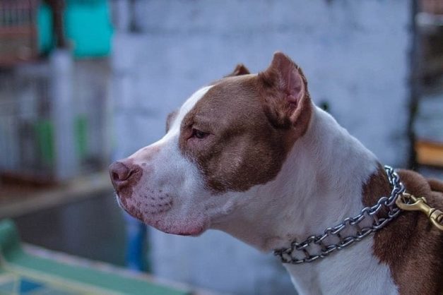 Do Pit Bulls Lock Their Jaws When They Bite? Fact vs Fiction | Hepper ...