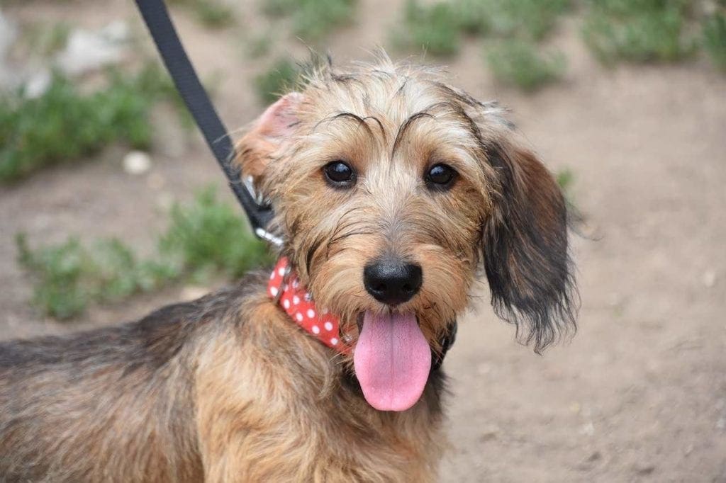 5 Austrian Dog Breeds (With Info & Pictures) | Hepper Pet Resources