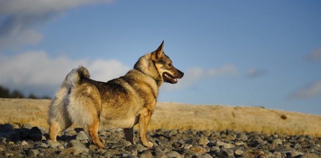 Swedish Vallhund Dog Breed: Info, Pictures, Personality & Facts ...