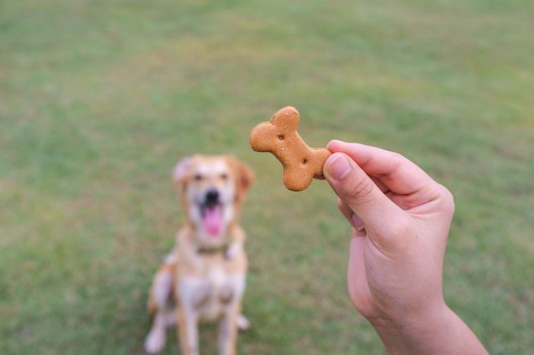 How to Teach a Dog to Sit Pretty in 5 Simple Steps | Hepper Pet Resources