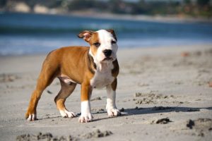 Pocket Pitbull (a.k.a. Miniature Pitbull): Info, Pictures ...