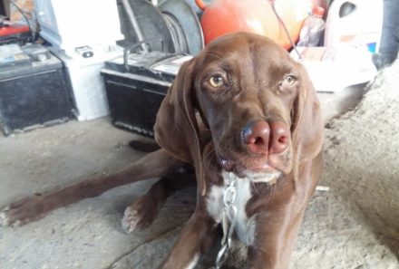 Tarsus Catalburun: Dog Breed Info, Pictures & Facts | Hepper Pet Resources