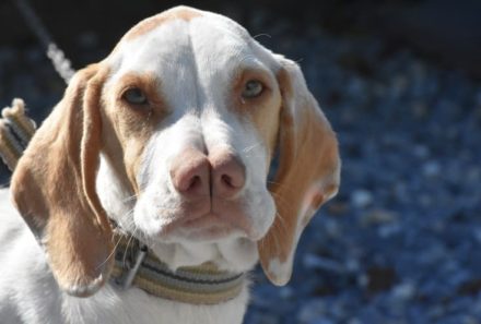 Tarsus Catalburun: Dog Breed Info, Pictures & Facts | Hepper Pet Resources