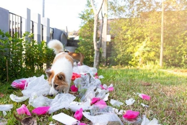 Why Do Dog Farts Smell So Bad? 7 Vet Reviewed Reasons Explained ...