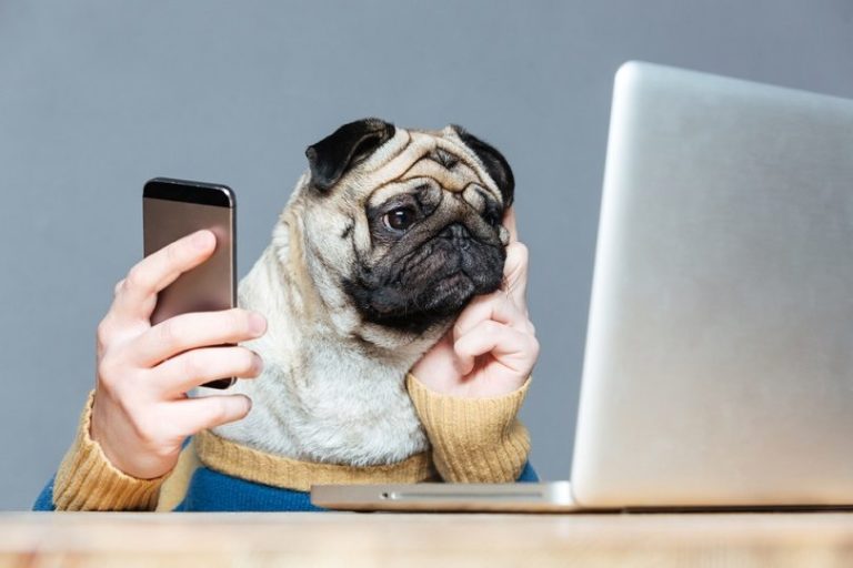 7 Social Media Apps to Get for Your Dog in 2026: Our Favorites Reviewed ...
