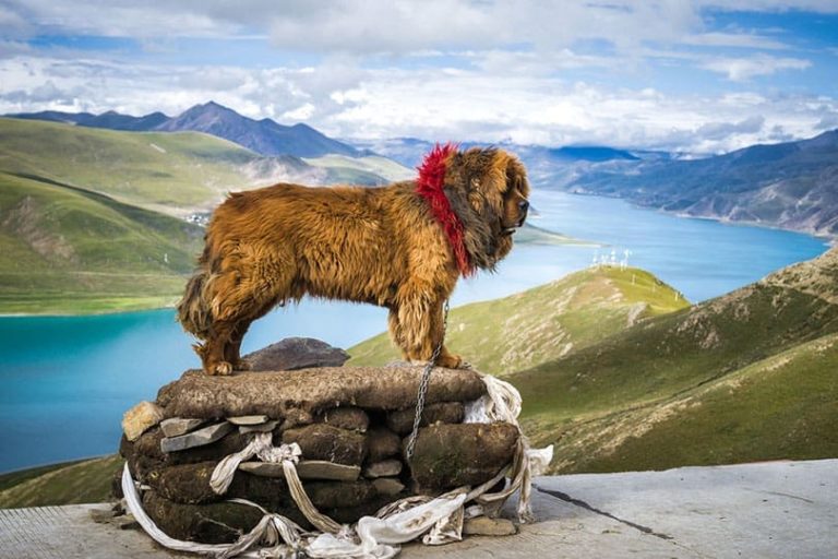 12 Tibetan Dog Breeds: Native to Tibet (With Info & Pictures) | Hepper ...