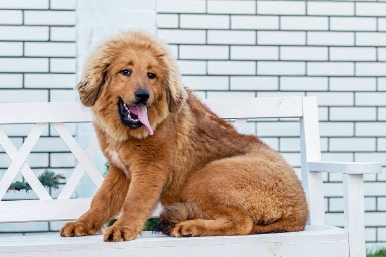 25 of the World's Rarest Dog Breeds in 2026 (With Info & Pictures ...