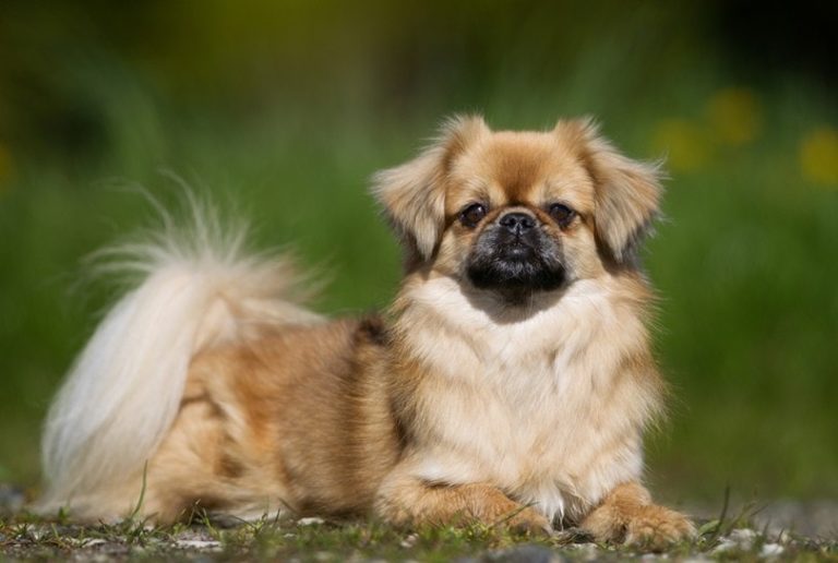 25 Brachycephalic (Flat Faced) Dog Breeds: Info & Pictures | Hepper Pet ...