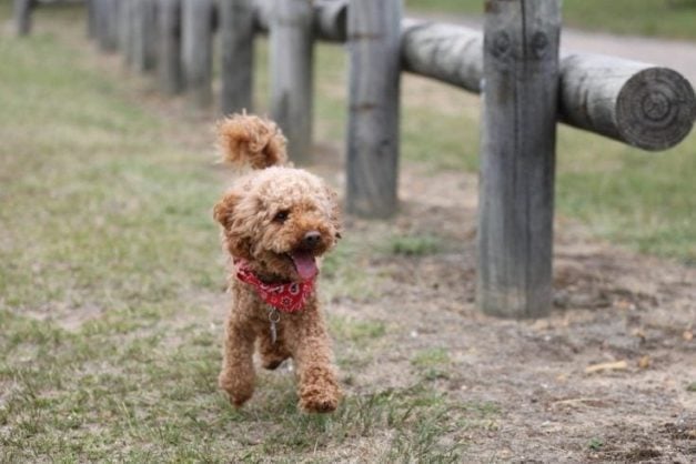 How to Train a Toy Poodle - 3 Styles of Training | Hepper Pet Resources