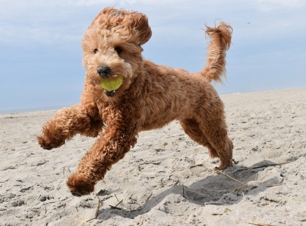 Goldendoodle (Golden Retriever & Poodle Mix): Info, Pictures & Traits ...