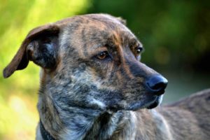 Treeing Tennessee Brindle: Info, Pictures, Characteristics & Facts ...