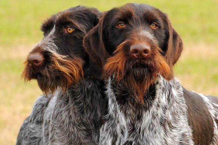 8 German Wirehaired Pointer Colors & Patterns (With Pictures) | Hepper ...