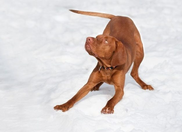 169 Red Dog Names: Fiery Ideas for Ginger Pups | Hepper Pet Resources