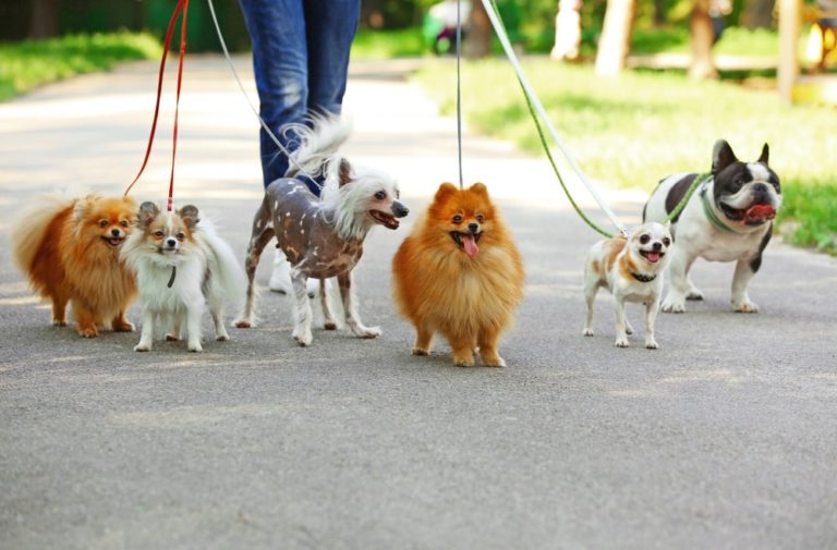 100+ Dog Walking Business Names: Creative, Innovative & Clever Ideas ...