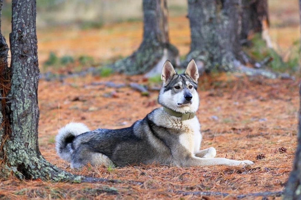 49 Dog Breeds That Start With W – Complete List (With Info & Pictures ...