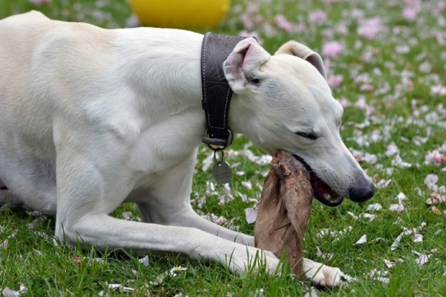 23 Most Muscular Dog Breeds (With Info & Pictures) | Hepper Pet Resources