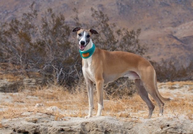 18 Least Aggressive Dog Breeds (With Info & Pictures) | Hepper Pet ...