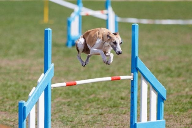 14 Highest Jumping Dog Breeds (With Info & Pictures) | Hepper Pet Resources