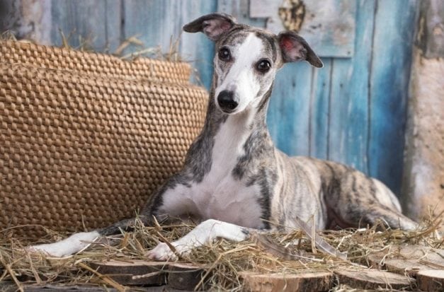 12 Whippet Colors & Markings (With Pictures) | Hepper Pet Resources