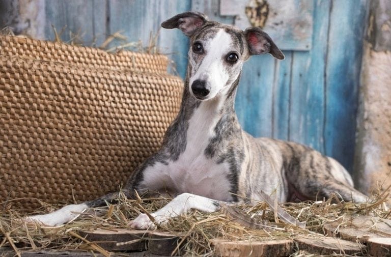 12 Whippet Colors & Markings (With Pictures) | Hepper Pet Resources