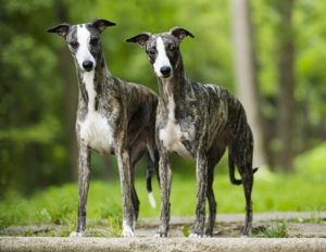 31 English Dog Breeds: Dogs Native to England (With Info & Pictures ...