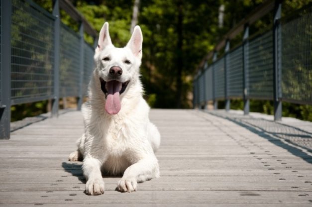 What Dog Breed is Bolt from the Movie? About Disney's White Shepherd ...