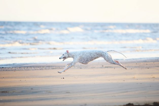 Saluki vs Greyhound: What Are The Differences? (With Pictures) | Hepper ...