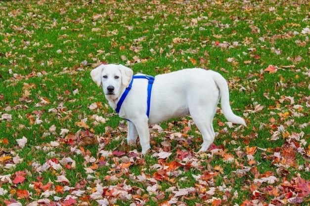 White Labrador Retriever: Info, Pictures, Traits & Facts | Hepper Pet ...