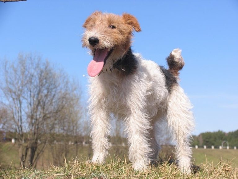 49 Dog Breeds That Start With W – Complete List (With Info & Pictures ...