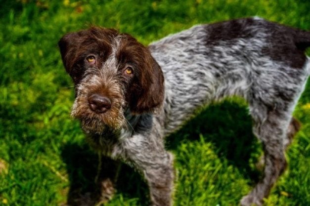 Wirehaired Pointing Griffon vs German Wirehaired Pointer: Differences (With Pictures) | Hepper ...