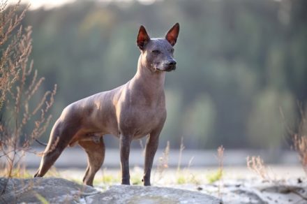 10 Hairless Dog Breeds (With Info & Pictures) | Hepper Pet Resources