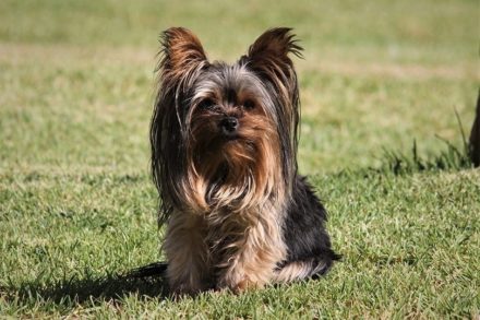 Yorkshire Terrier Dog Breed: Info, Pictures, Traits & Facts | Hepper ...