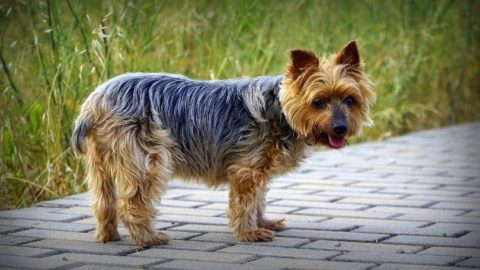 Yorkshire Terrier Dog Breed: Info, Pictures, Traits & Facts | Hepper ...