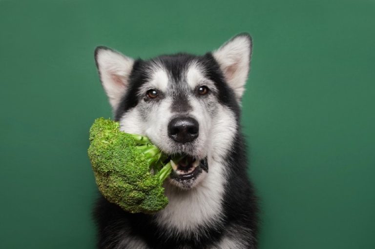 11 Good Fiber Sources for Your Dog: Vet-Verified Nutrition Facts ...
