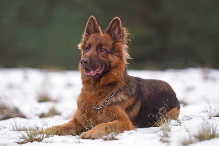 Working Line vs. Show Line German Shepherds: Key Differences (With ...