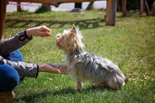 PetSmart Dog Training Review 2025: FAQ, Pros & Cons | Hepper Pet Resources