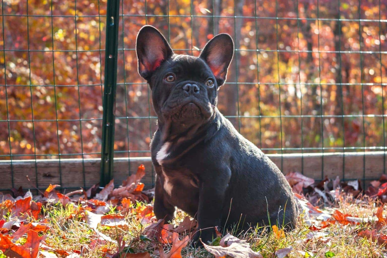 12 Dog Breeds That Are Good With Babies: Info, Pictures & Origin ...