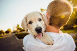 The Pros & Cons of Owning a Dog - Routine, Requirements & More | Hepper ...