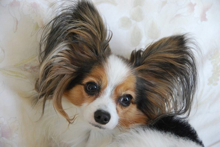 Papillon Dog Breed: Info, Pictures, Traits, Facts & Temperament ...
