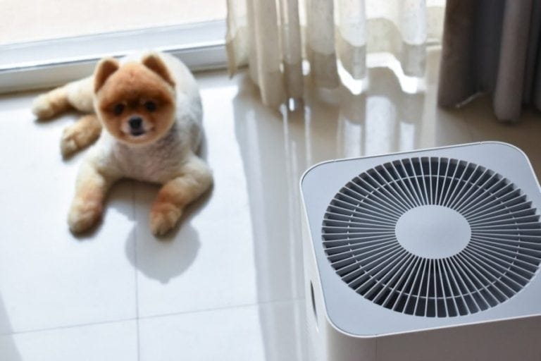 Are Air Purifiers Safe for Pets? Vet Reviewed Health & Safety Facts ...