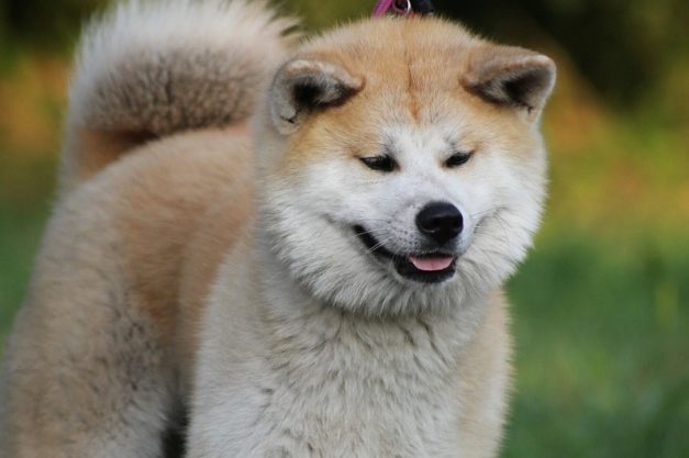 15 Cute & Small Teddy Bear Dog Breeds (with Pictures) | Hepper Pet ...