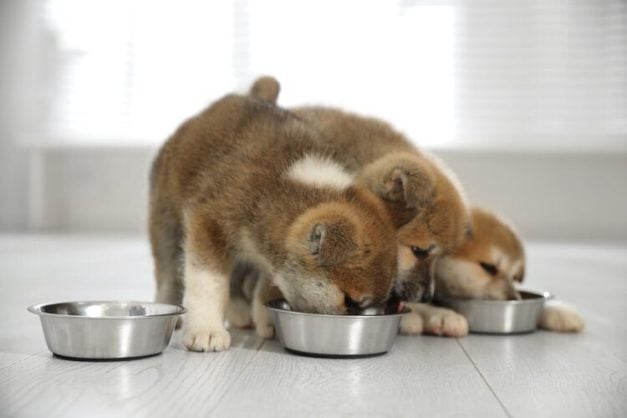How Big Do Akitas Get? Size & Growth Chart | Hepper Pet Resources