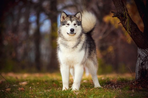 Alaskan Shepherd (Alaskan Malamute & German Shepherd Mix): Info ...
